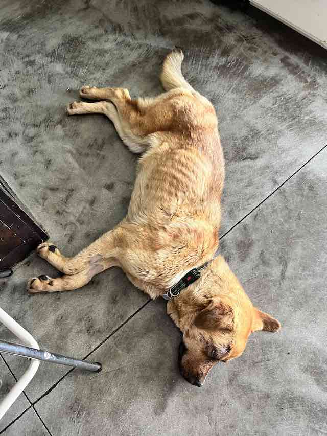 Stray Dog Found Wandering Alone in the Desert After Run-In with Porcupine