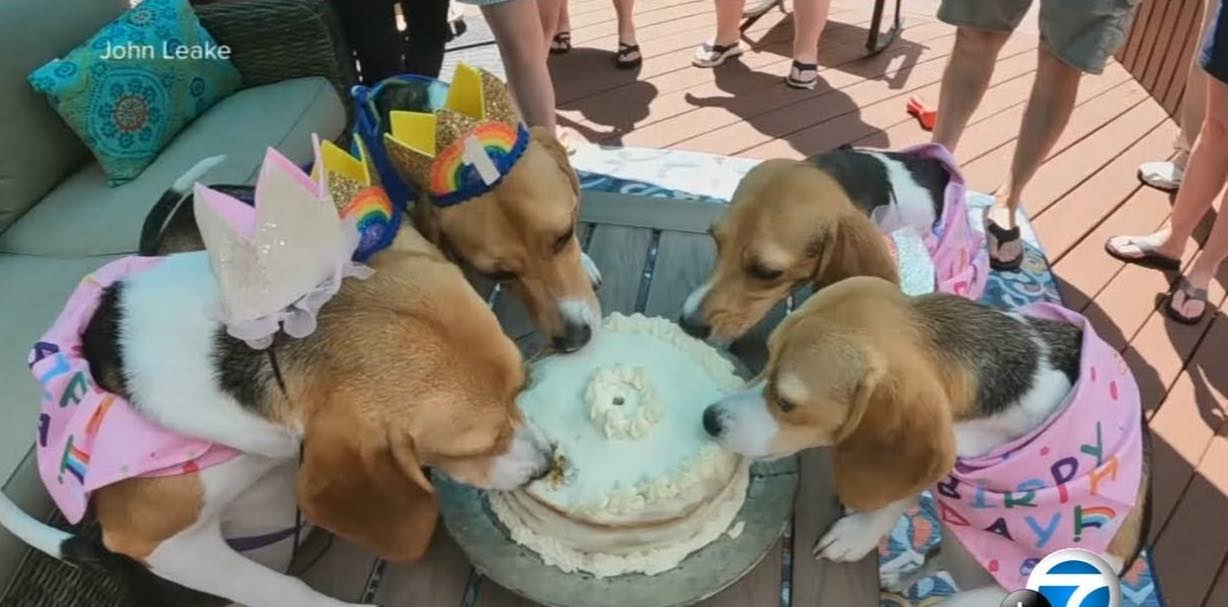 Beagles Rescued from Mass Breeding Facility Have a Heartwarming Reunion ...