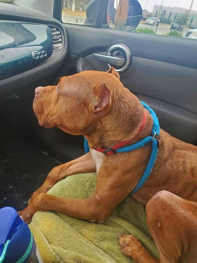Rescuers Pretend to Drive with Pit Bull Who Loves to Go on Car Rides