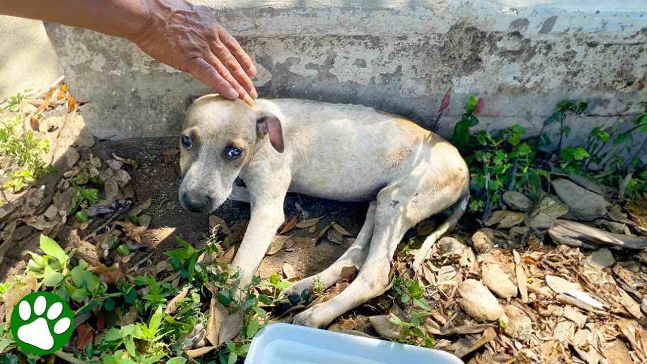Woman on Vacation Finds Injured Puppy and Realizes She Can't Leave Her ...