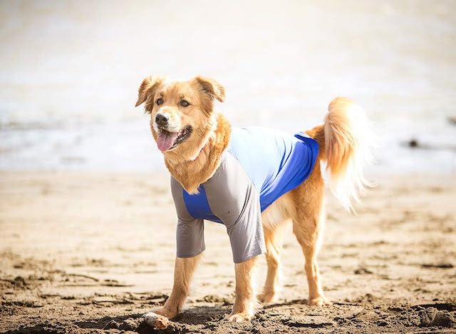 12 Must Have Summer Items for Your Dogs to Have Fun and Stay Cool