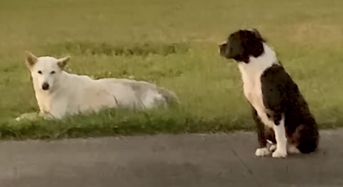 Dog Protects Badly Injured Pregnant Friend Until Help Arrives