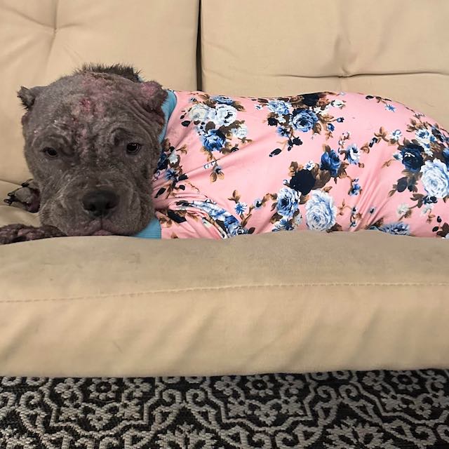 Foster Mom Finds Sick Dog Relaxing on Porch Swing in Her New Jammies