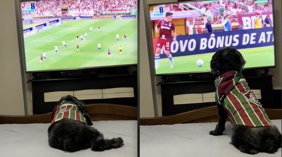 Clever Dog Watches Keenly for Her Soccer Team to Score, Reacts Adorably ...