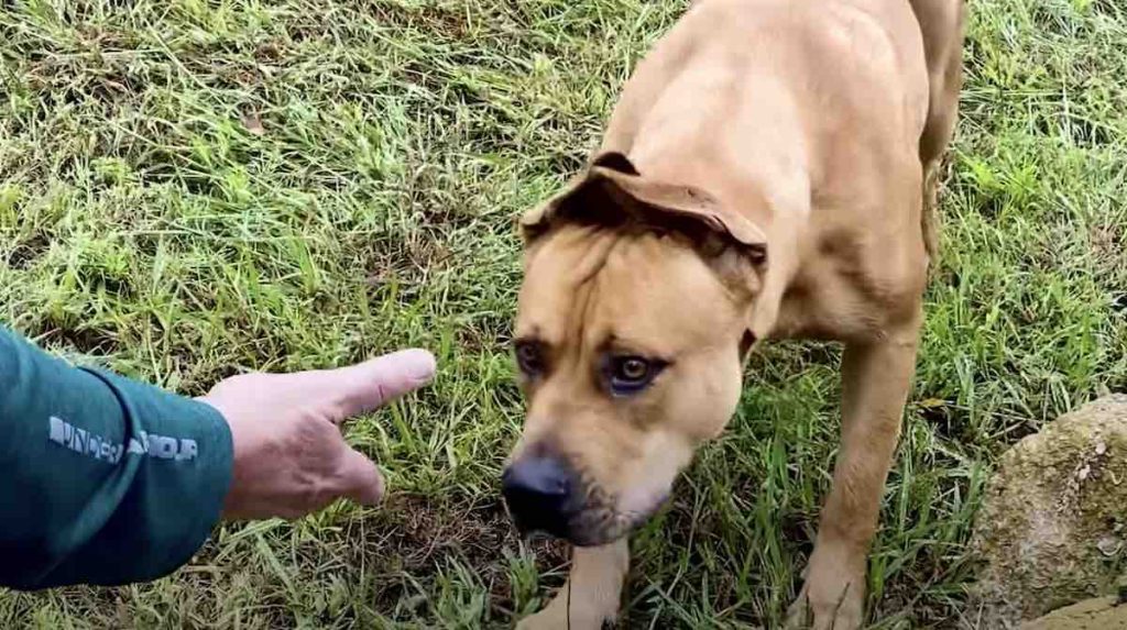 Mama Dog with Huge Abscess on Her Neck Fights to Stay Alive for Her Puppies