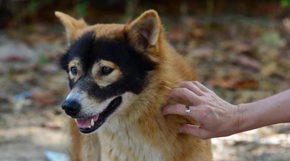 20 Dogs With Unusual and Beautiful Markings