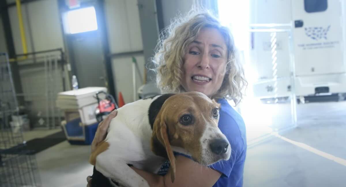 Last of the 4000 Beagles Rescued from Breeding Facility Thriving in His ...