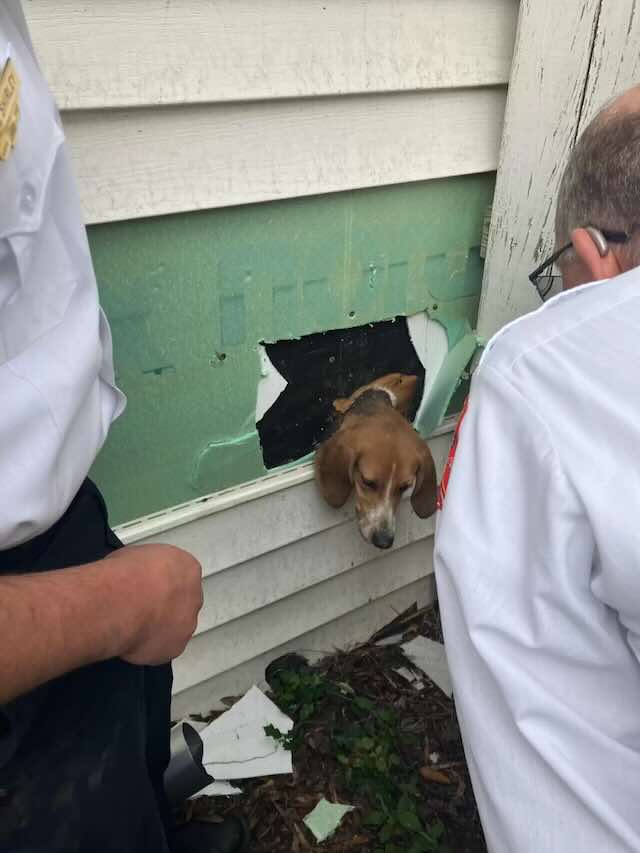 Hound 'Sniffing out Mischief' Gets Stuck in Surprising Space