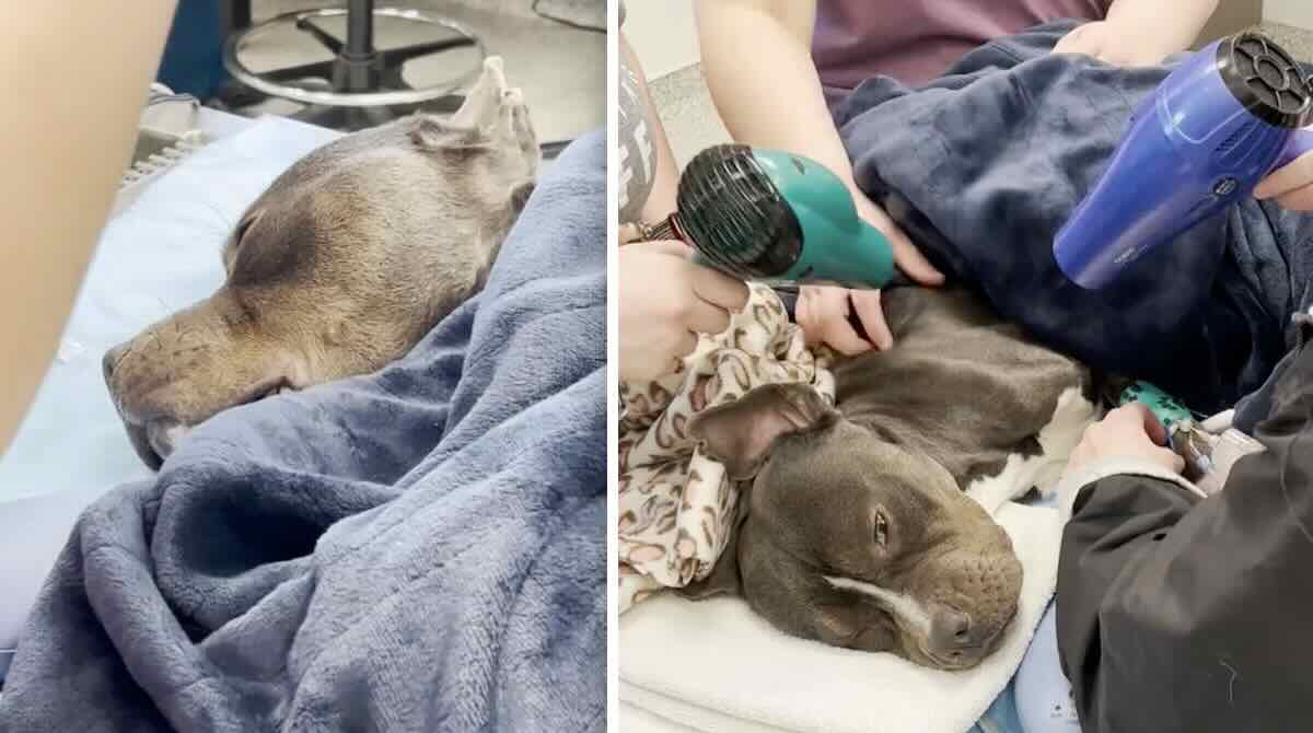 Rescuers Rush to Revive Unconscious Frozen Dog Found in Abandoned Home