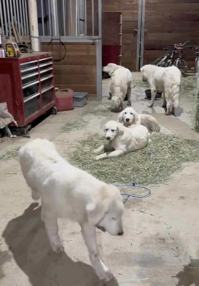 Five Abandoned Great Pyrenees Show Up in Family's Backyard Looking for ...