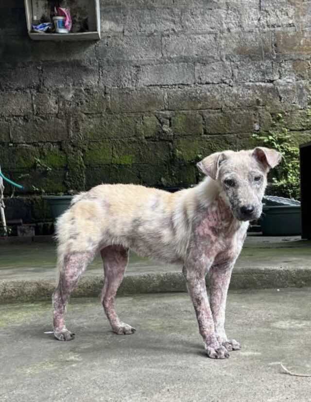 Elderly Woman Approaches Rescuers To Help Her with Mangy Puppy Found on ...