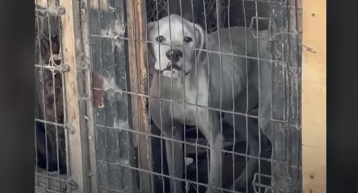 Skinny Boxer Dog Found Among 400 Neglected Dogs Gets The Happy Ending ...
