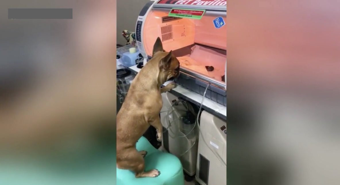 Mama Dog Watches Over Her Premature Newborn Puppies In Sweet Video