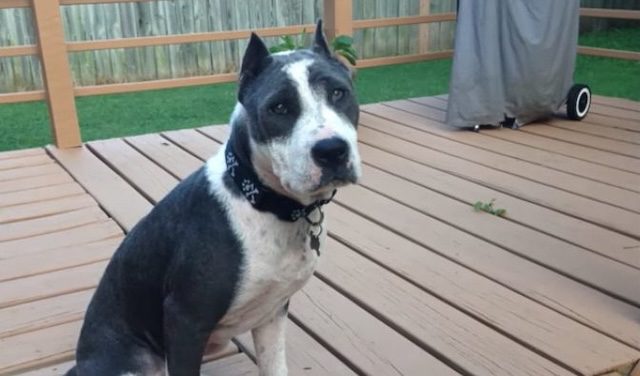 Mangy Stray Dog Looking Like a Burn Victim is Nursed Back to Health