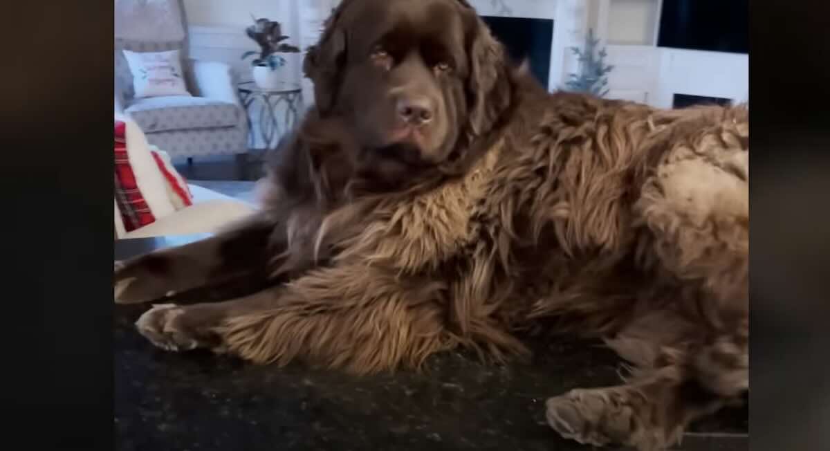 Giant Newfie Loves Napping On Mom's Kitchen Counter