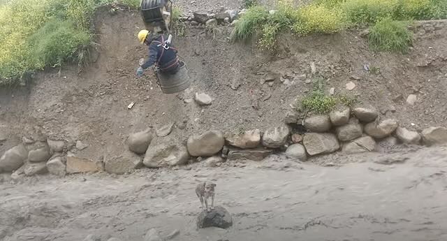 Construction Workers Rescue Stray Dog From Raging River