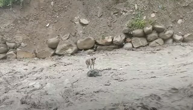 Construction Workers Rescue Stray Dog From Raging River