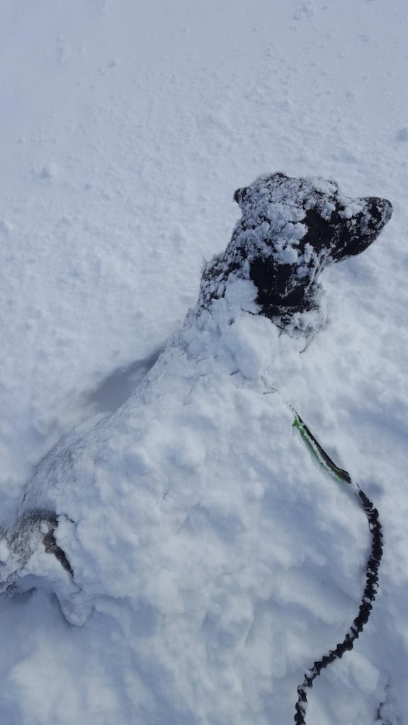 17 Dogs Hilariously Turn Into Abominable Snow Dogs After Playing Outside