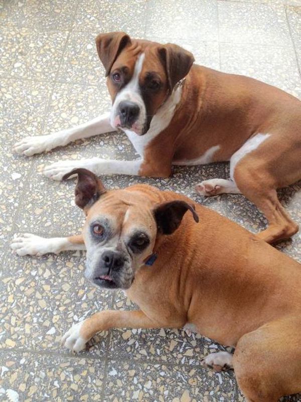 Man's Amazing Reunion with Missing Boxer Dog He Rescued Off the Streets