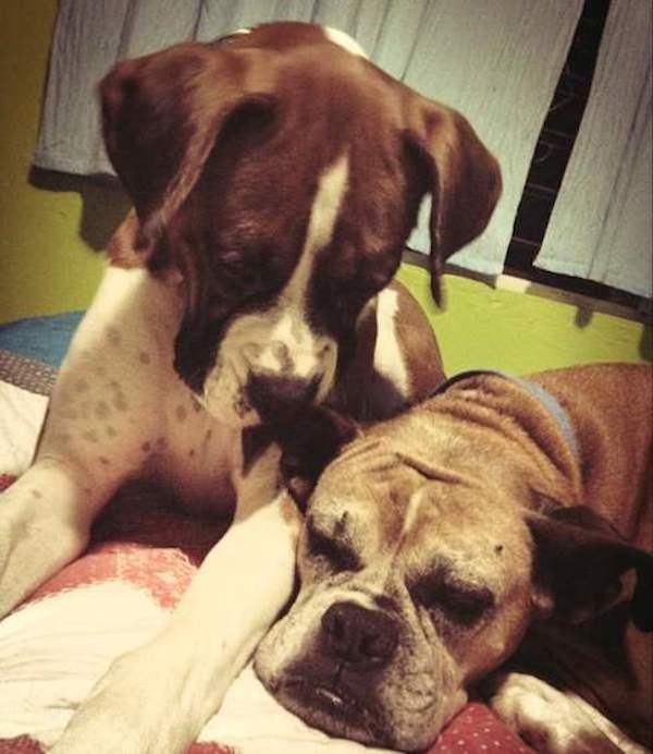 Man's Amazing Reunion with Missing Boxer Dog He Rescued Off the Streets