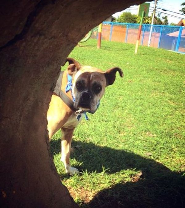 Man's Amazing Reunion with Missing Boxer Dog He Rescued Off the Streets