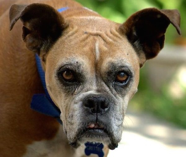 Man's Amazing Reunion with Missing Boxer Dog He Rescued Off the Streets