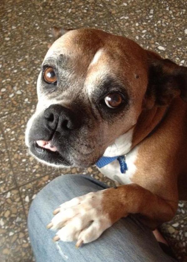 Man's Amazing Reunion with Missing Boxer Dog He Rescued Off the Streets