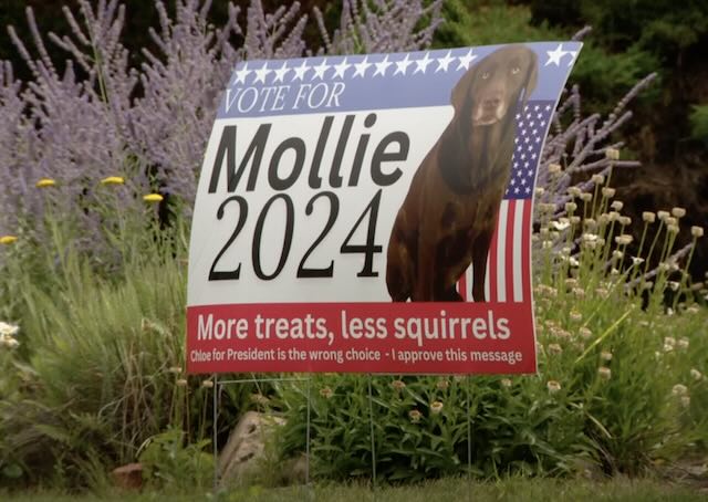 Neighbors Making People Smile With Their Dueling Political Signs For ...