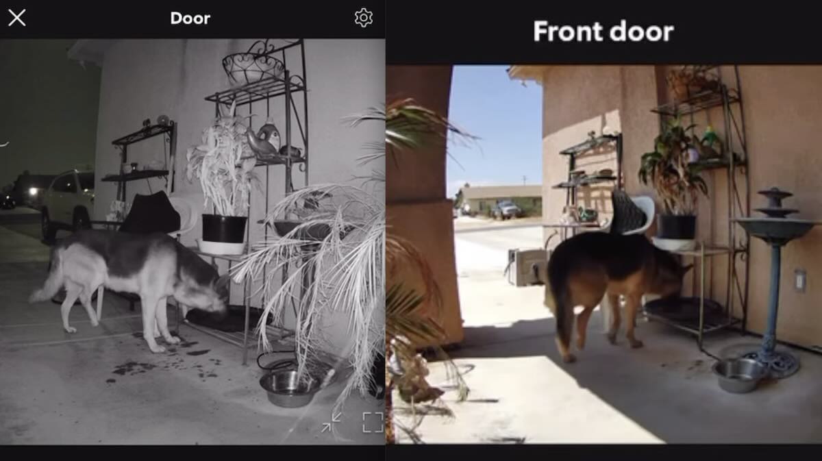 Stray German Shepherd with Wounded Leg Visits Man's Front Door At Night