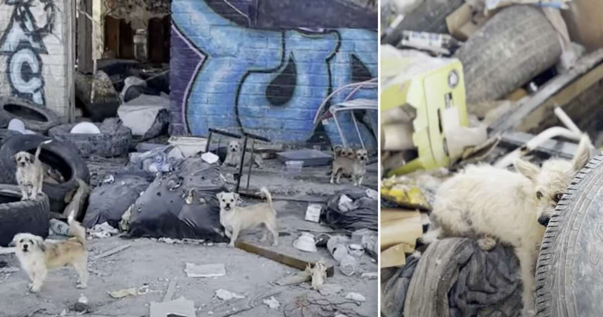 16 Little Dogs Dumped in Abandoned Home in Danger From Heat and Coyotes