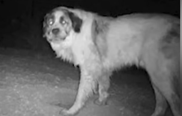 Dog Missing for Two Years in Colorado Reunites with Family Thanks to ...