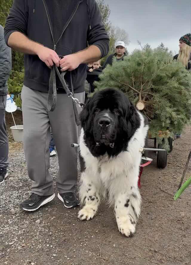 Newfoundland Dogs Deliver Christmas Trees and Holiday Cheer