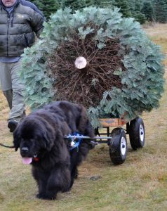Newfoundland Dogs Deliver Christmas Trees and Holiday Cheer