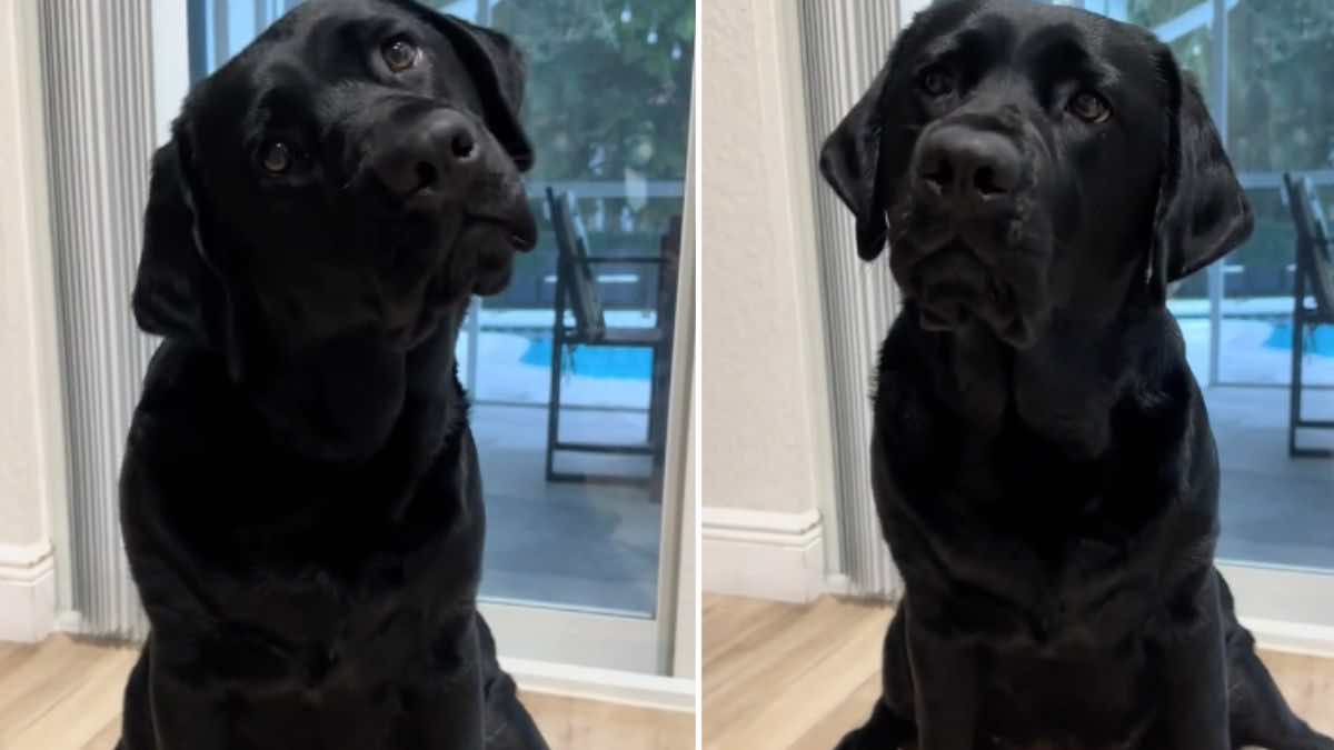 Labrador Retriever's Adorable Reaction To Mom's 'Serious Talk' Charms ...