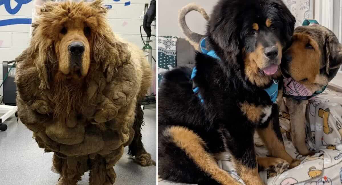 Former Stray Tibetan Mastiff Thriving After Incredible Transformation ...