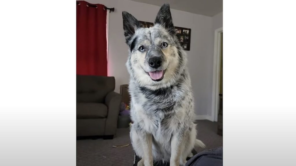 The Amazing Dog Rescue Story Behind the Doge Meme - Wow!