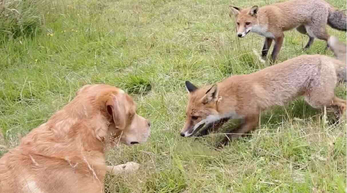 Well-Mannered Dog Meets Two Friendly Foxes