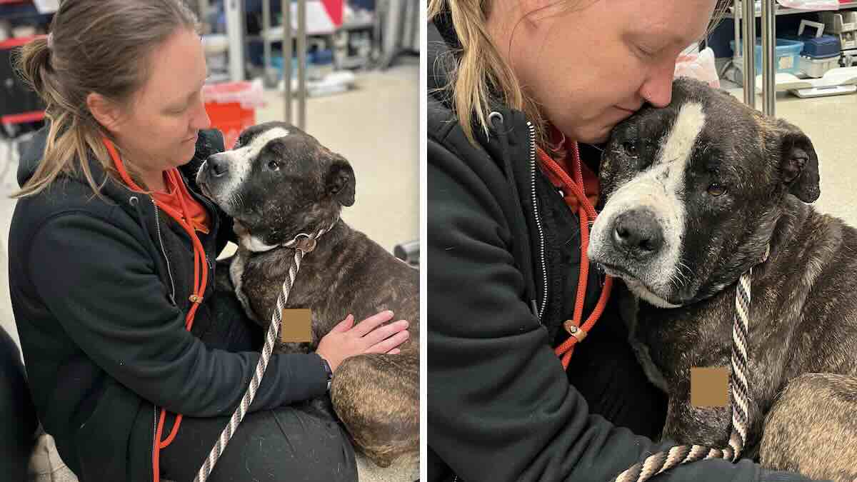 Injured Homeless Dog Climbs Into Vet's Lap For A Hug