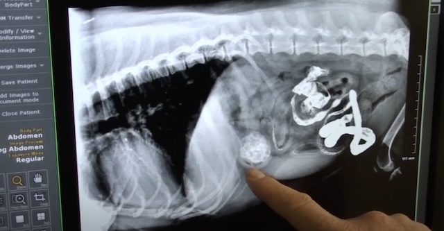 Corn Cobs Can Be Deadly for Dogs. What Every Dog Parent Needs to Know