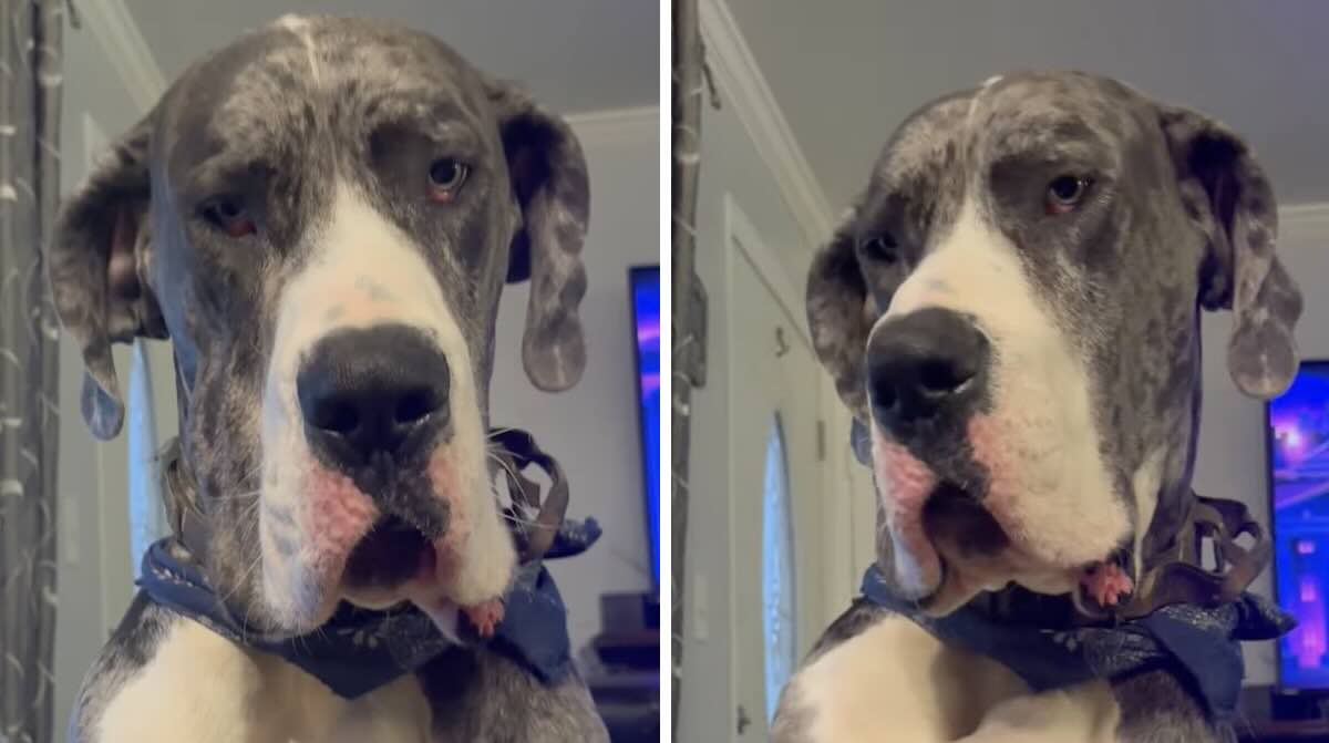 Great Dane Hilariously Tries to Hide Uncrustable He Stole