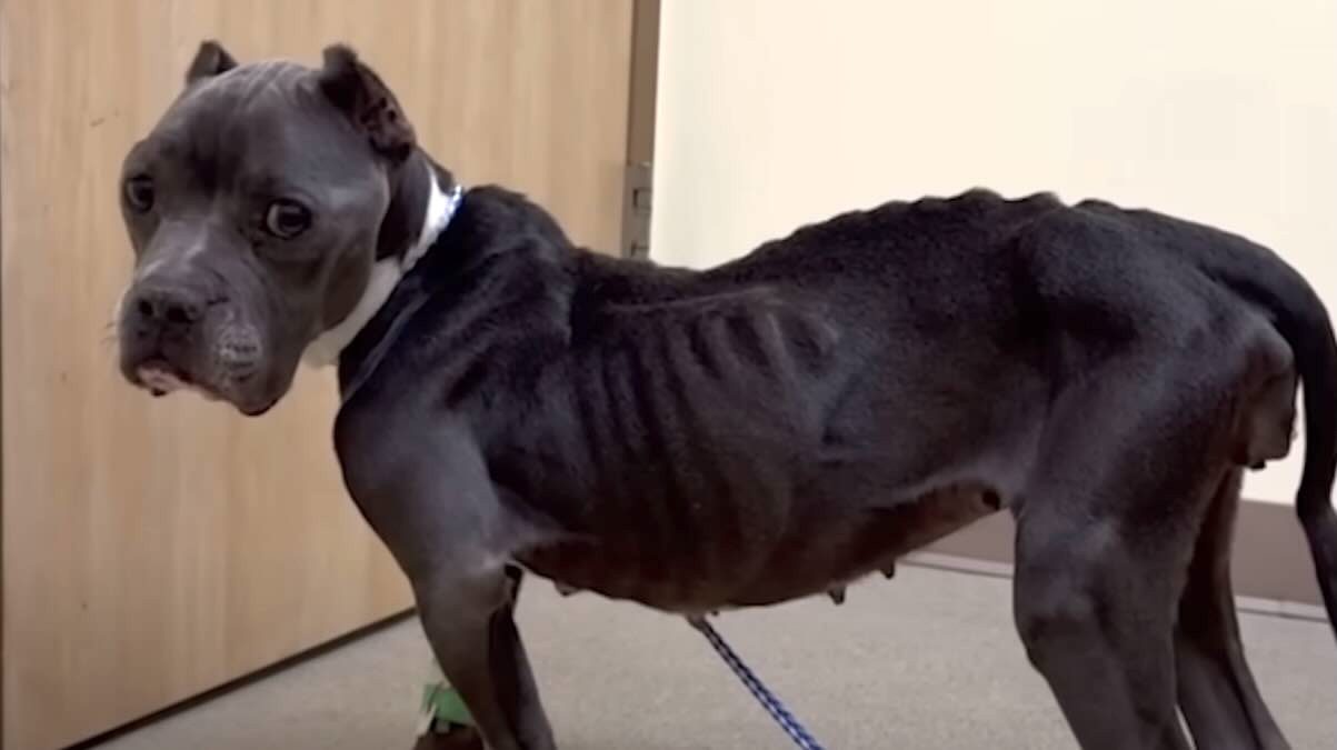 Starving Stray Dog Begs Kids For Help. Now She's Searching For A ...