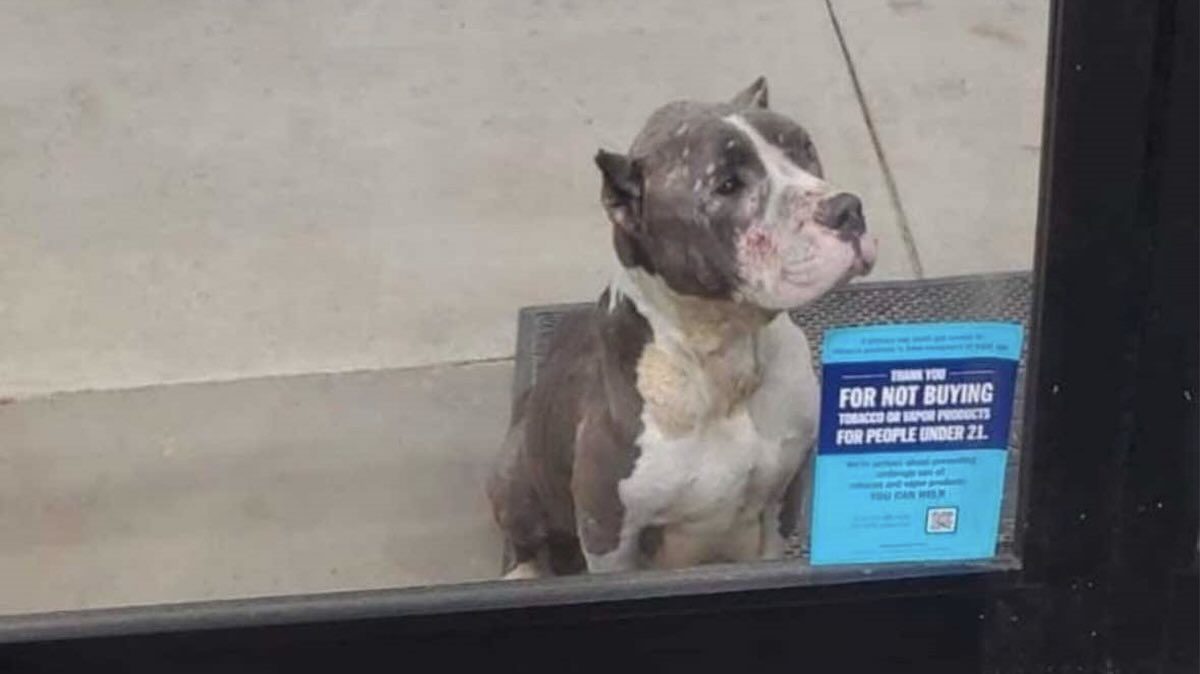 Pit Bull Found Begging For Help Outside Dollar Store Gets A Beautiful ...