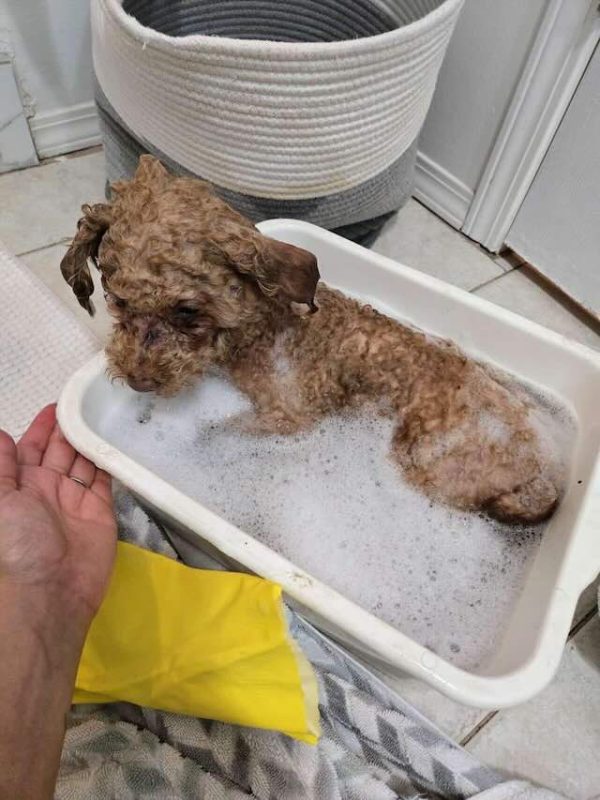 Couple Rescues Injured Toy Poodle From Trash — Now He’s Melting ...
