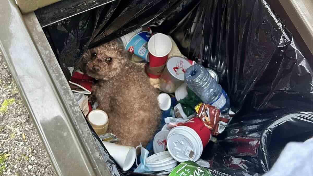 Couple Rescues Injured Toy Poodle From Trash — Now He’s Melting ...