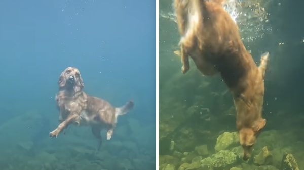 How To Protect Your Dog From Salt Water Poisoning