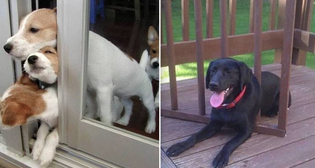 16 Dogs Who Found Themselves Hilariously Stuck in Tight Spots