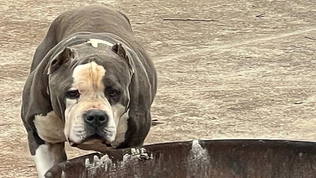 Terrified Shelter Dog Gets a Second Chance With Foster Who Couldn’t ...