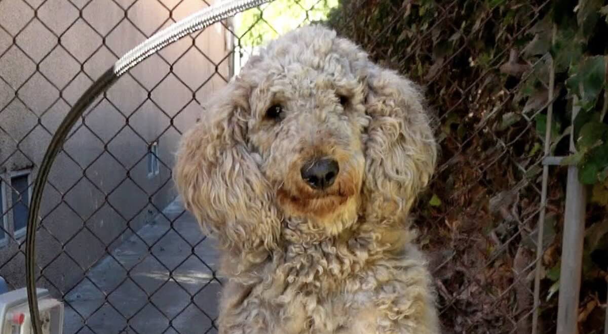 Rescuer Spots A Homeless Poodle at Feral Cat Feeding Site