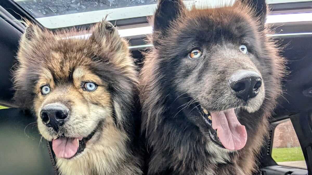 Bonded Wooly Huskies Lose Their Owner — Now a YouTuber Is Helping Keep ...