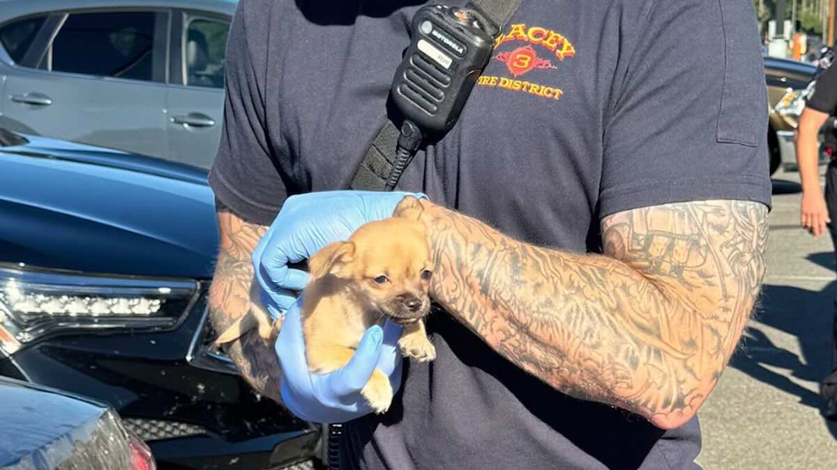 'This is a First' Firefighter Saves Lifeless Puppy with Narcan